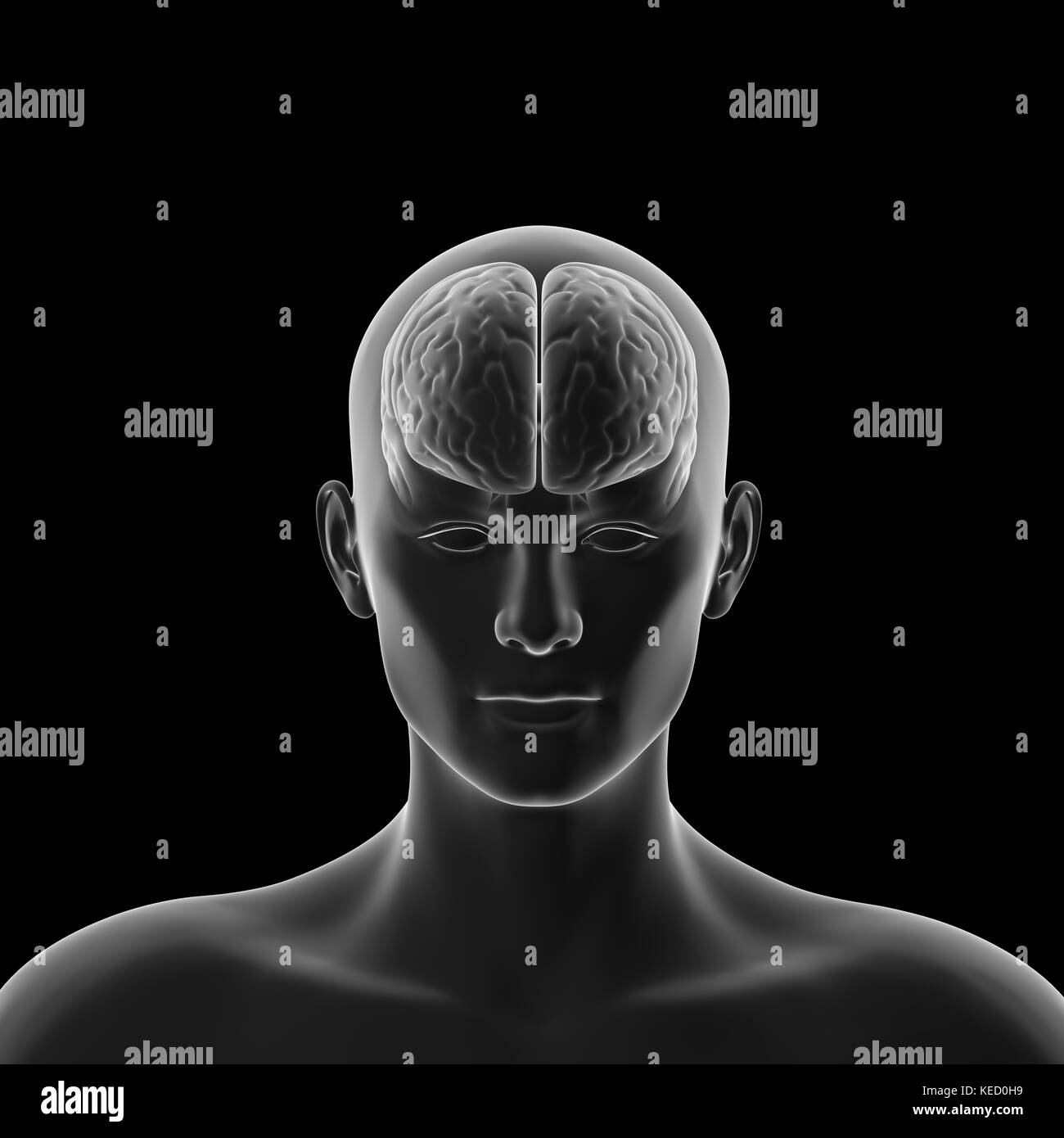Menschliche Gehirn, Anatomie, Kopf Stockfotografie - Alamy