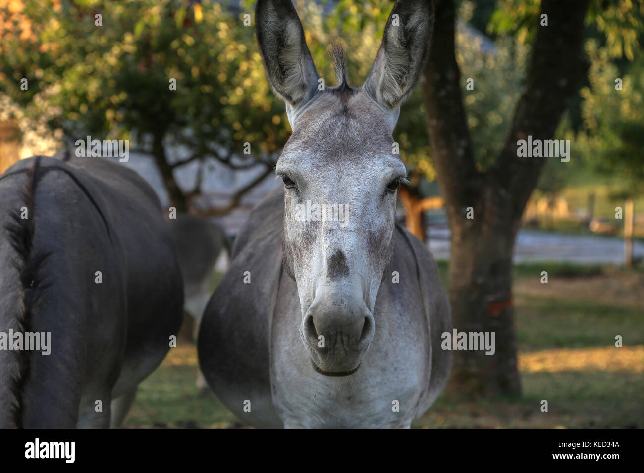 Esel Kopf Stockfotos und -bilder Kaufen - Alamy