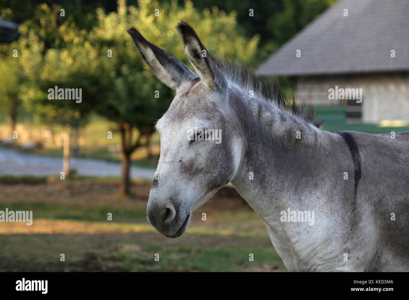 Graue esel -Fotos und -Bildmaterial in hoher Auflösung – Alamy