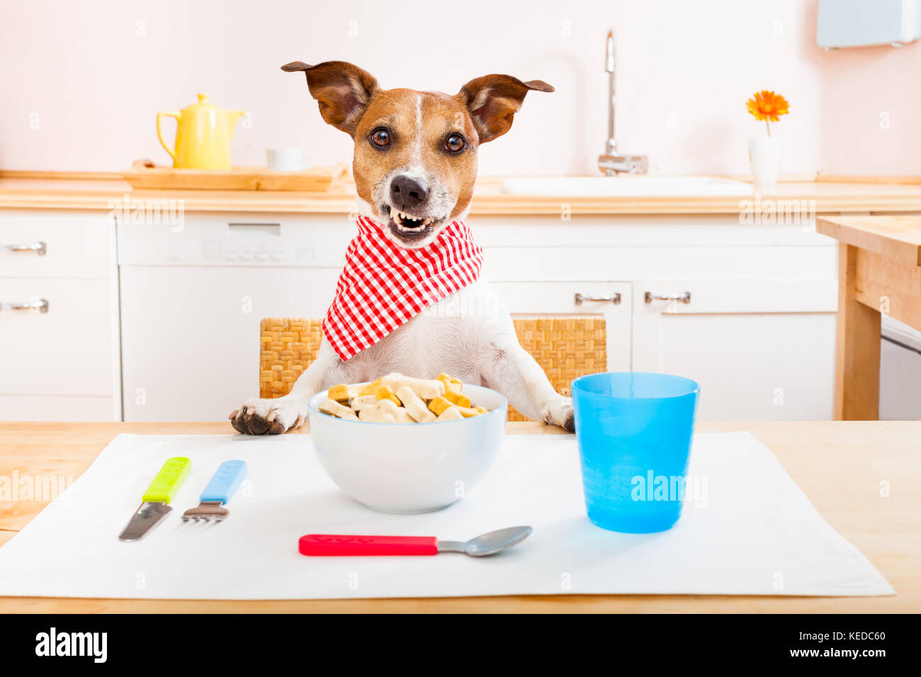 Lustig hungrig -Fotos und -Bildmaterial in hoher Auflösung – Alamy