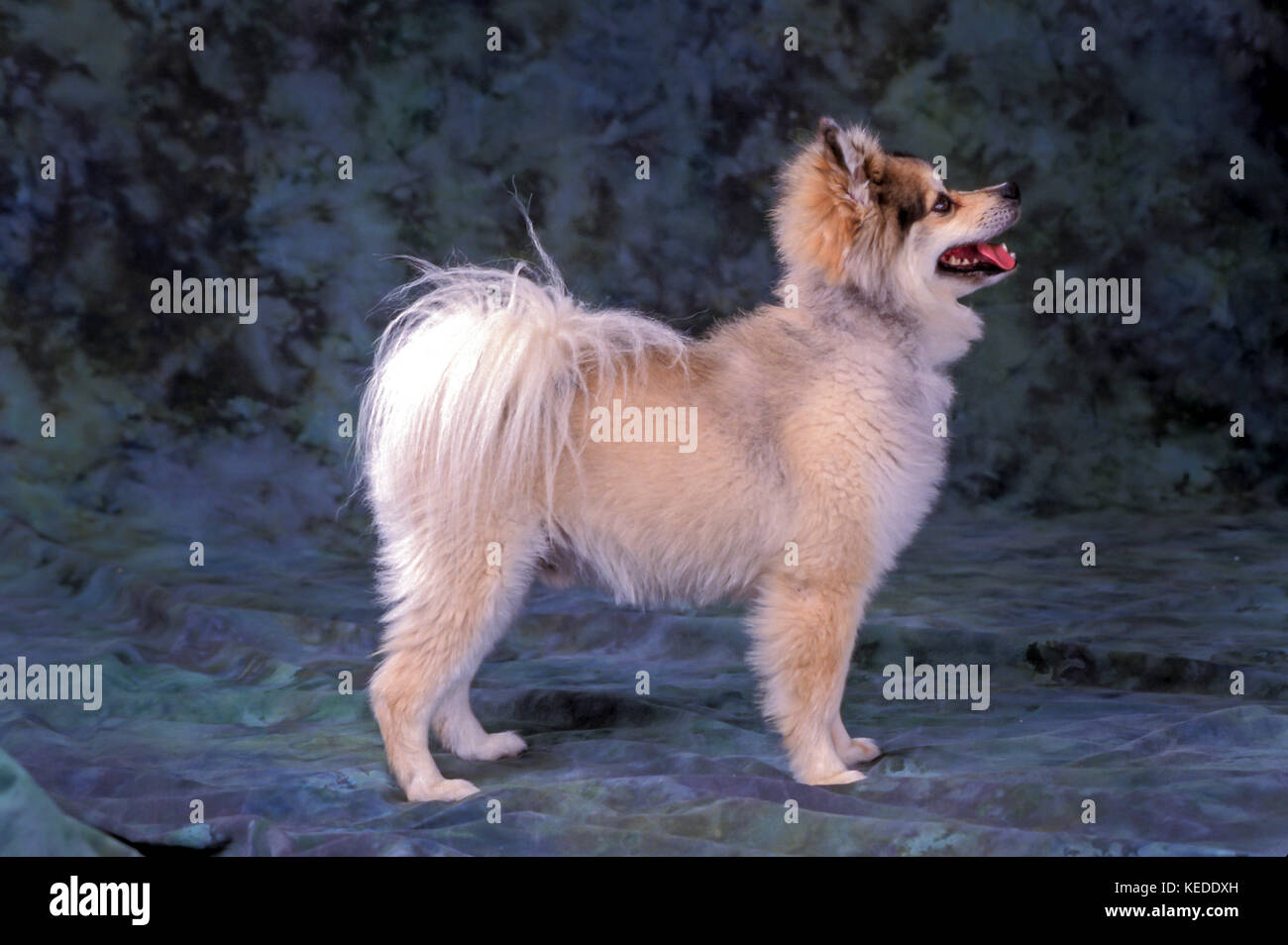 Dog portrait freisteller -Fotos und -Bildmaterial in hoher Auflösung ...