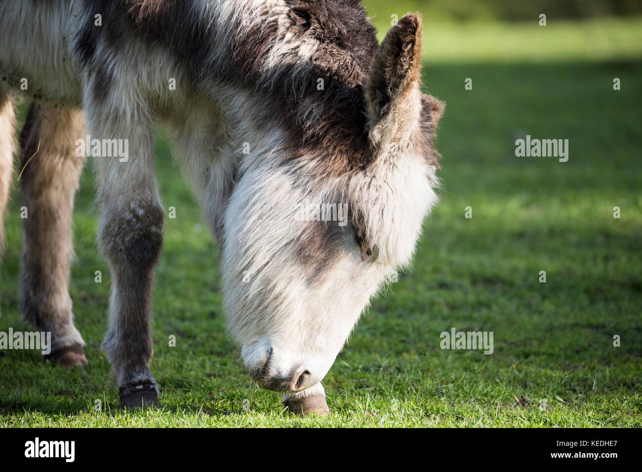 Donkey ears -Fotos und -Bildmaterial in hoher Auflösung – Alamy