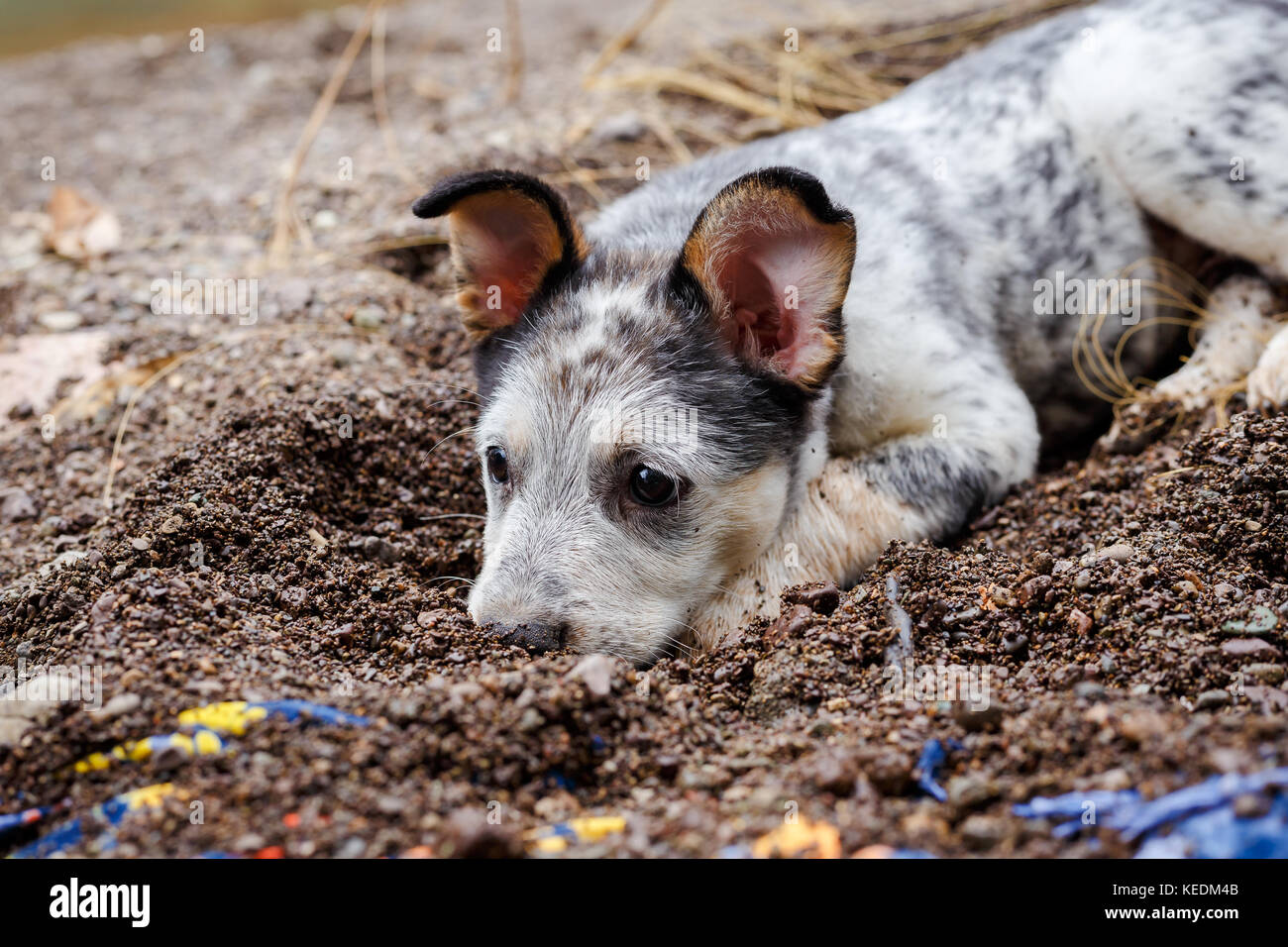 Australian Cattle Dog Welpe liegend mit seiner Nase in den Schmutz ...