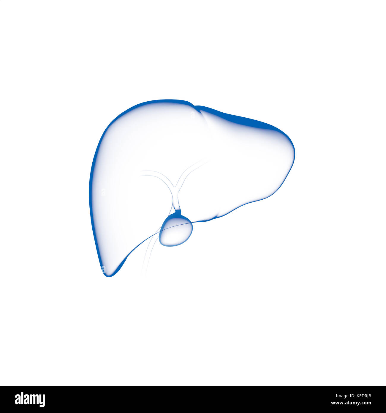 Menschliche Leber, Medizinische Illustration Stockfotografie - Alamy