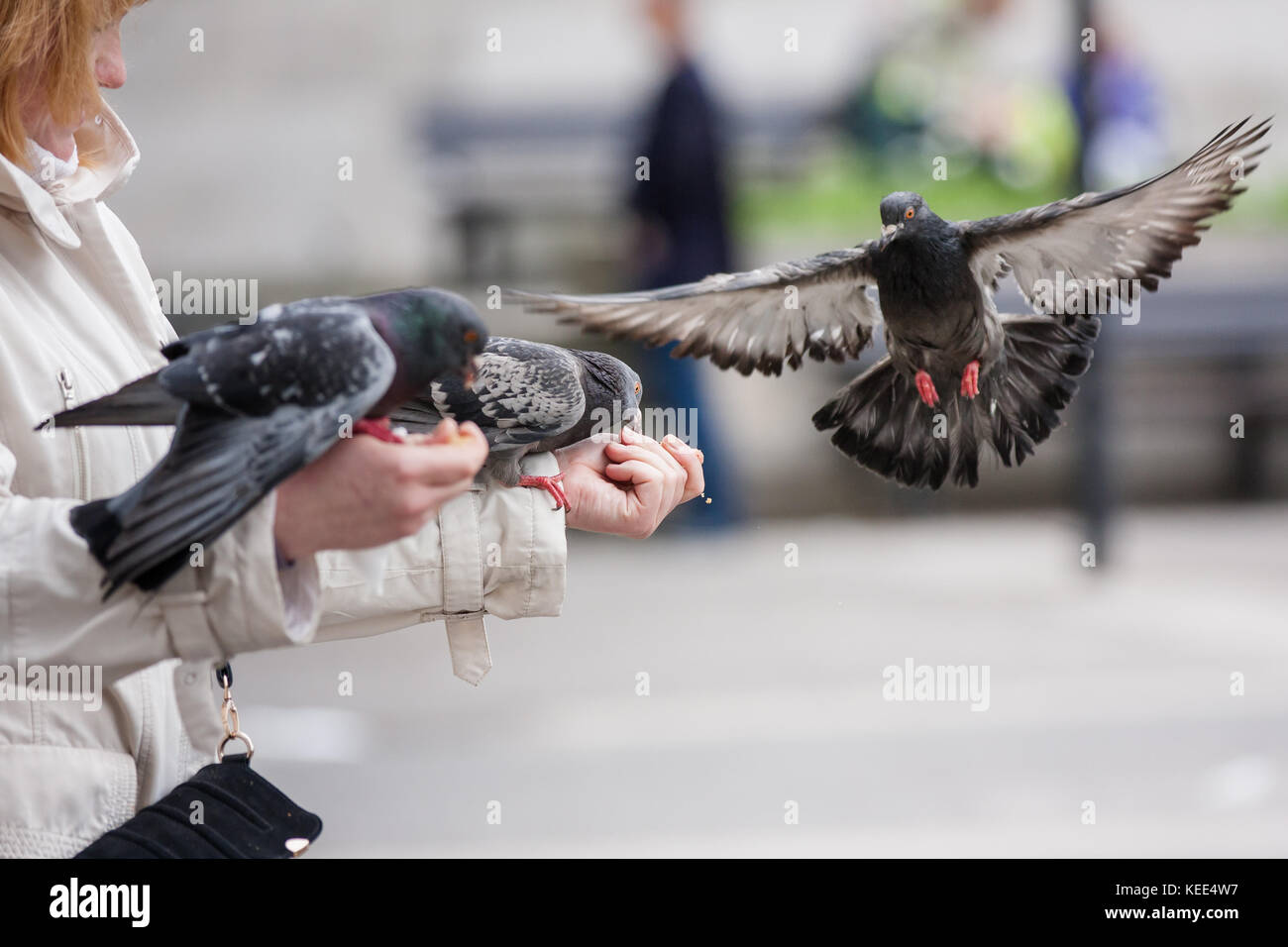 Tauben Im Flug Stockfotos und -bilder Kaufen - Alamy