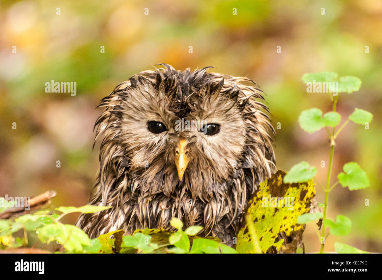 Nasse eule -Fotos und -Bildmaterial in hoher Auflösung – Alamy