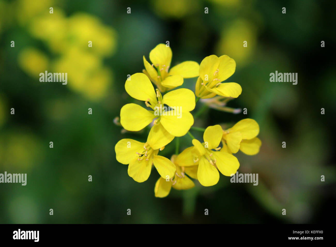 Verwunderlich Blumen Ohne Erde Bilder
