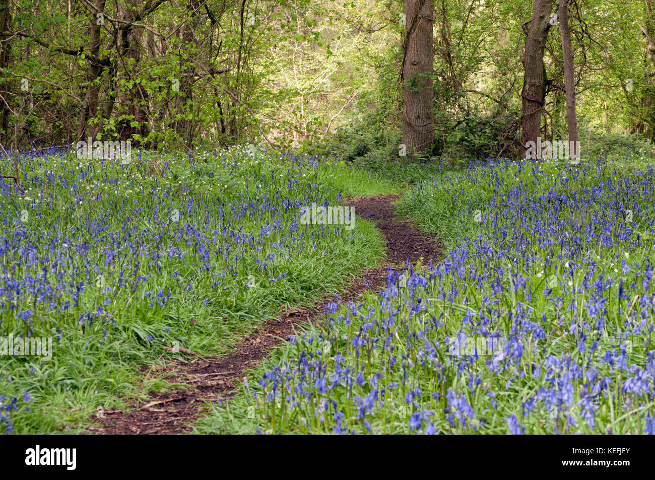 Non flowering -Fotos und -Bildmaterial in hoher Auflösung – Alamy