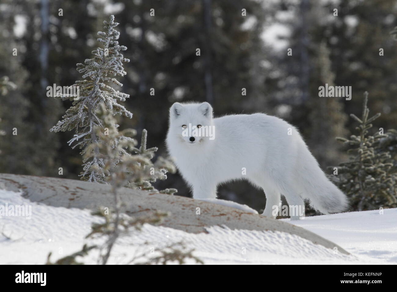 Polarfuchs im winter vulpes lagopus -Fotos und -Bildmaterial in hoher ...