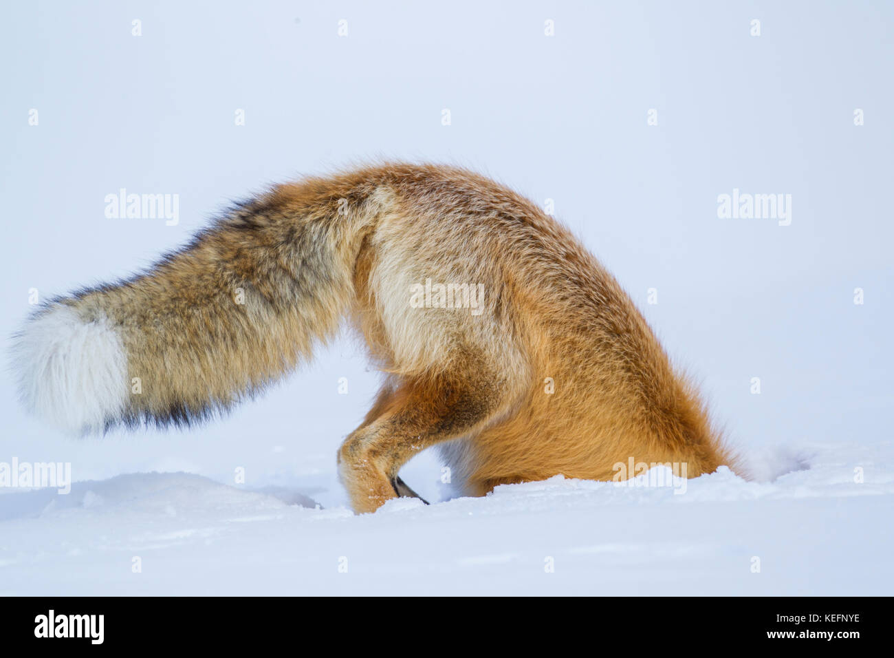 Fuchs springt im schnee -Fotos und -Bildmaterial in hoher Auflösung – Alamy