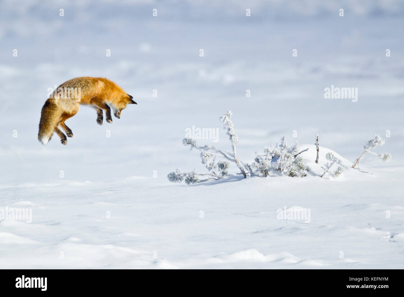 Fuchs mit schnee -Fotos und -Bildmaterial in hoher Auflösung – Alamy