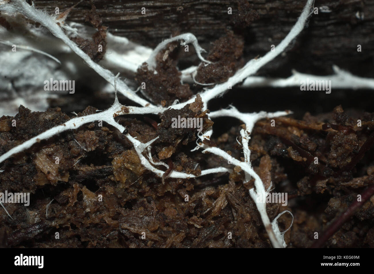 Mycelium soil -Fotos und -Bildmaterial in hoher Auflösung – Alamy