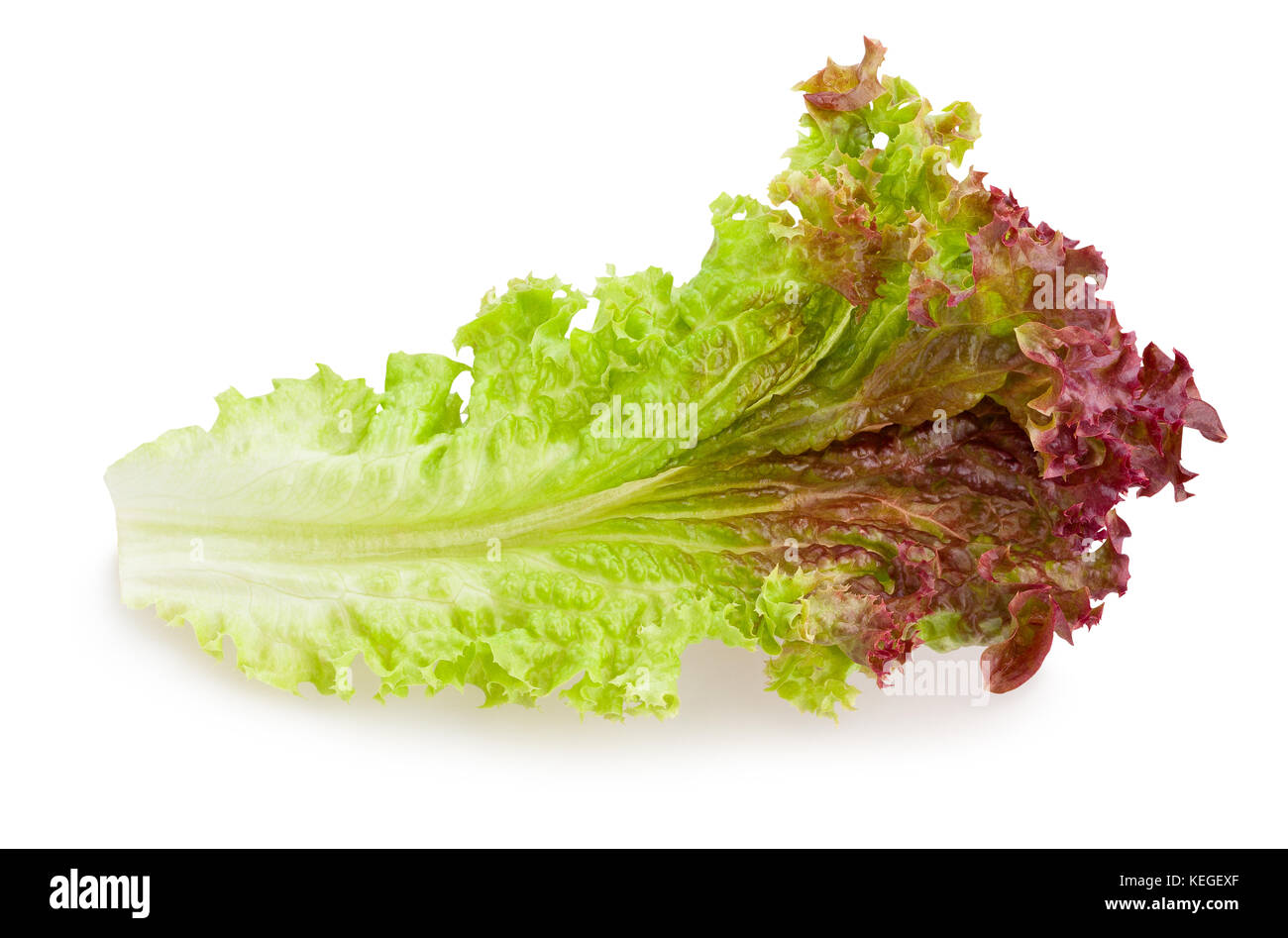 Red leaf lettuce -Fotos und -Bildmaterial in hoher Auflösung – Alamy