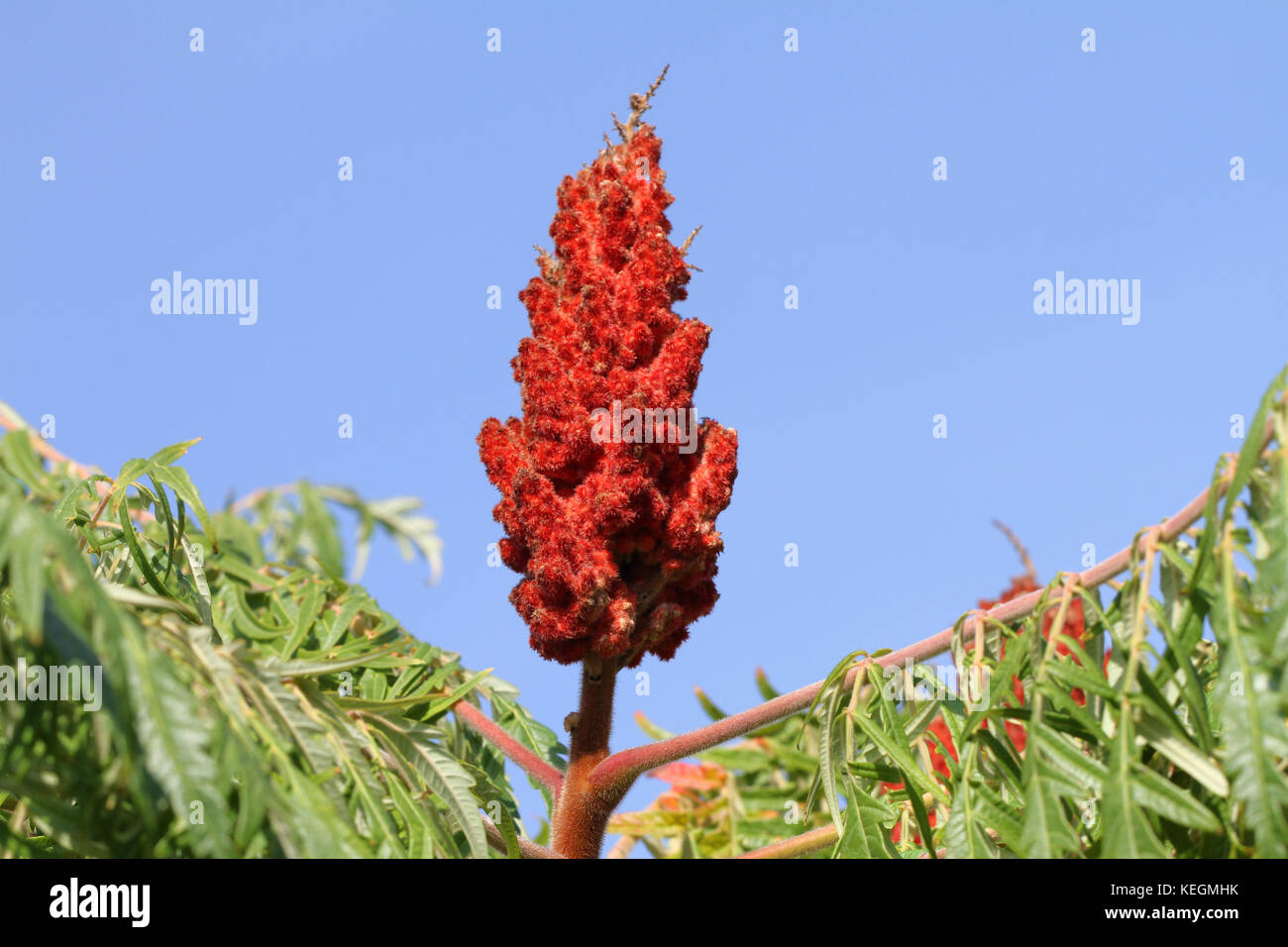 Sumach rispe -Fotos und -Bildmaterial in hoher Auflösung – Alamy