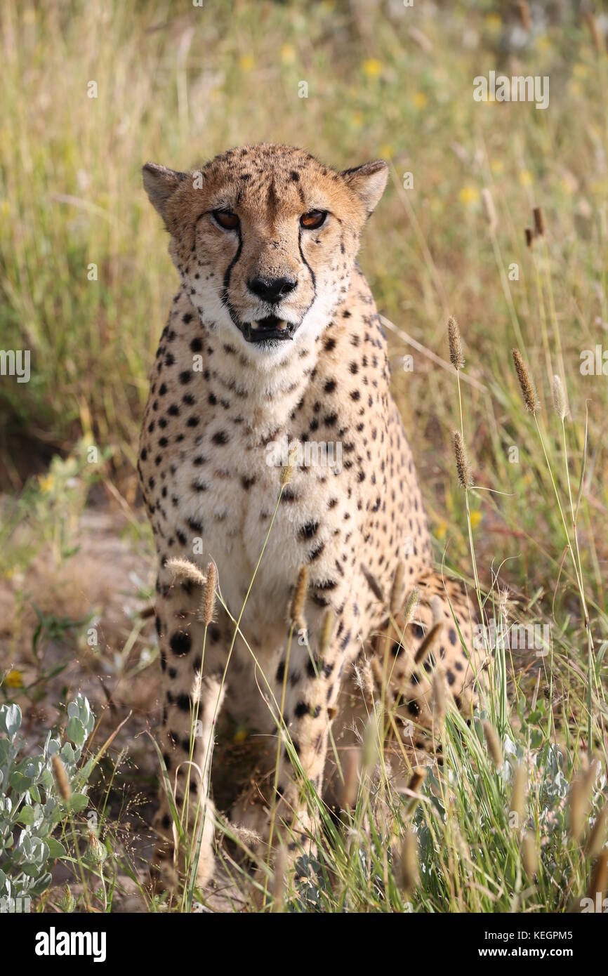 Geparden in namibia -Fotos und -Bildmaterial in hoher Auflösung – Alamy
