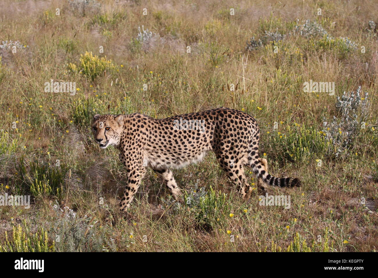 Geparden in namibia -Fotos und -Bildmaterial in hoher Auflösung – Alamy
