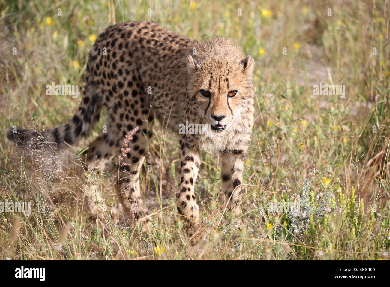 Grobe katze -Fotos und -Bildmaterial in hoher Auflösung – Alamy
