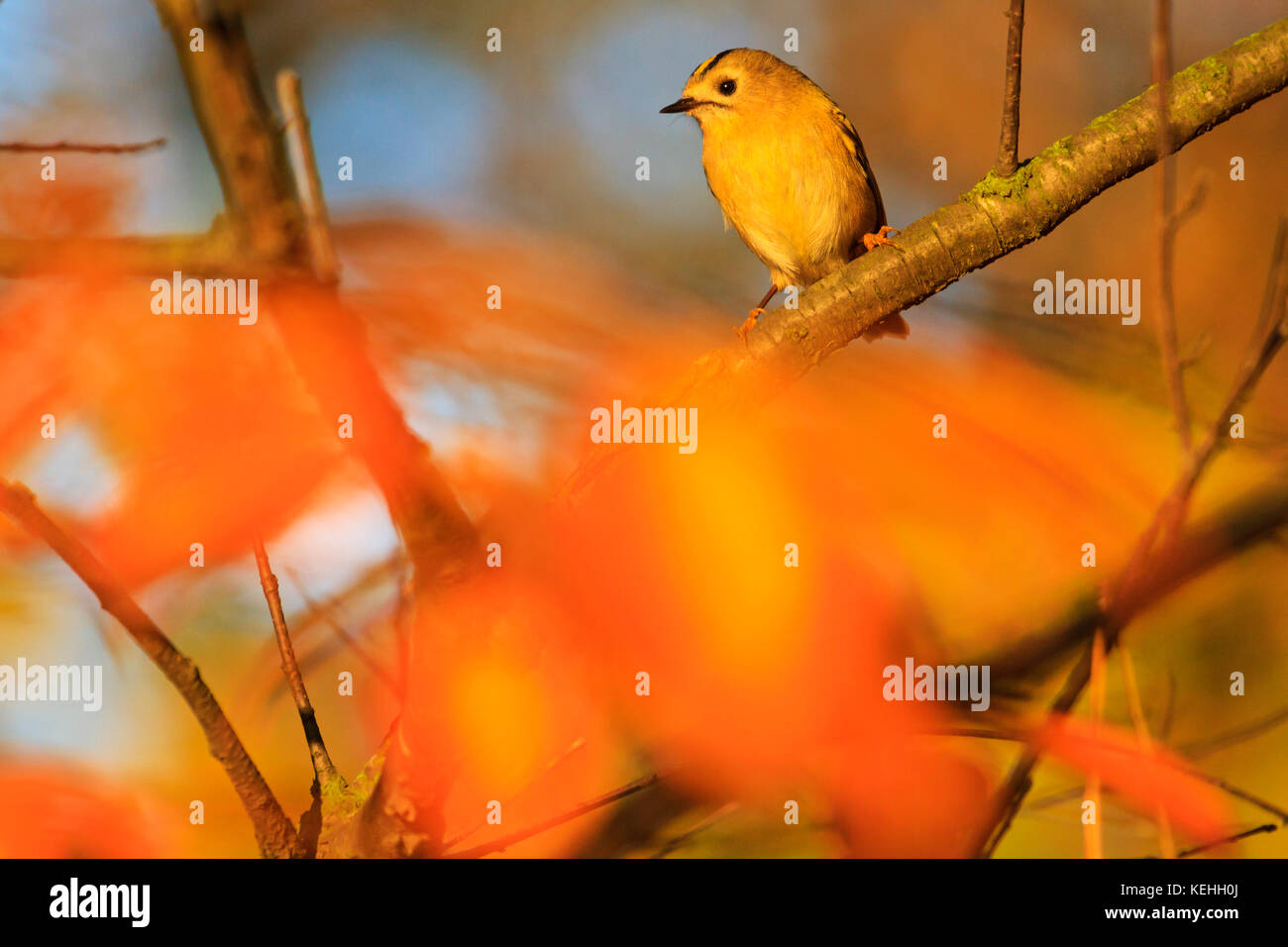 Smallest bird -Fotos und -Bildmaterial in hoher Auflösung – Alamy