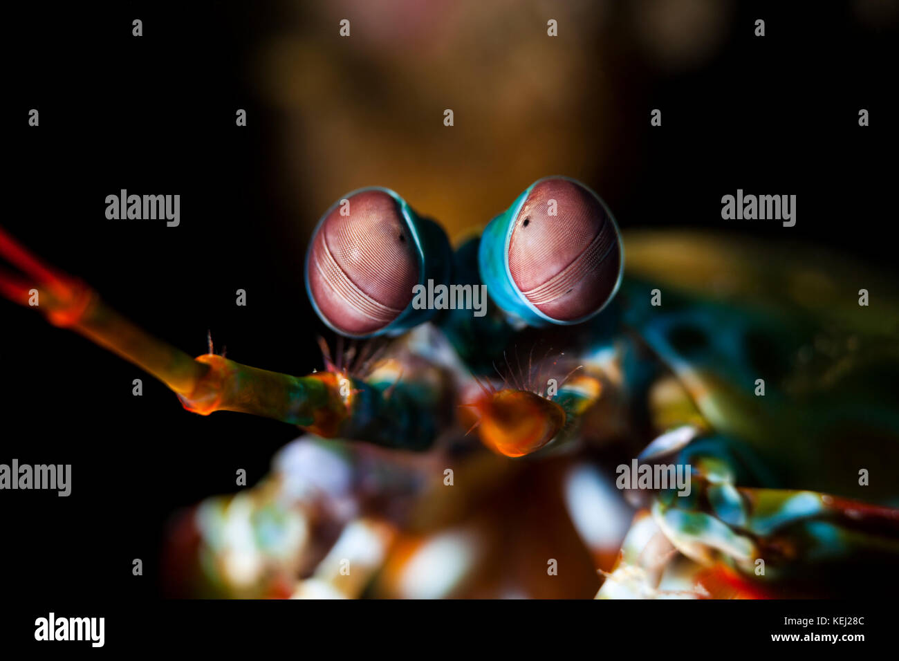 Odontodactylus scyllarus, wie der Pfau mantis Shrimp, Harlekin mantis ...