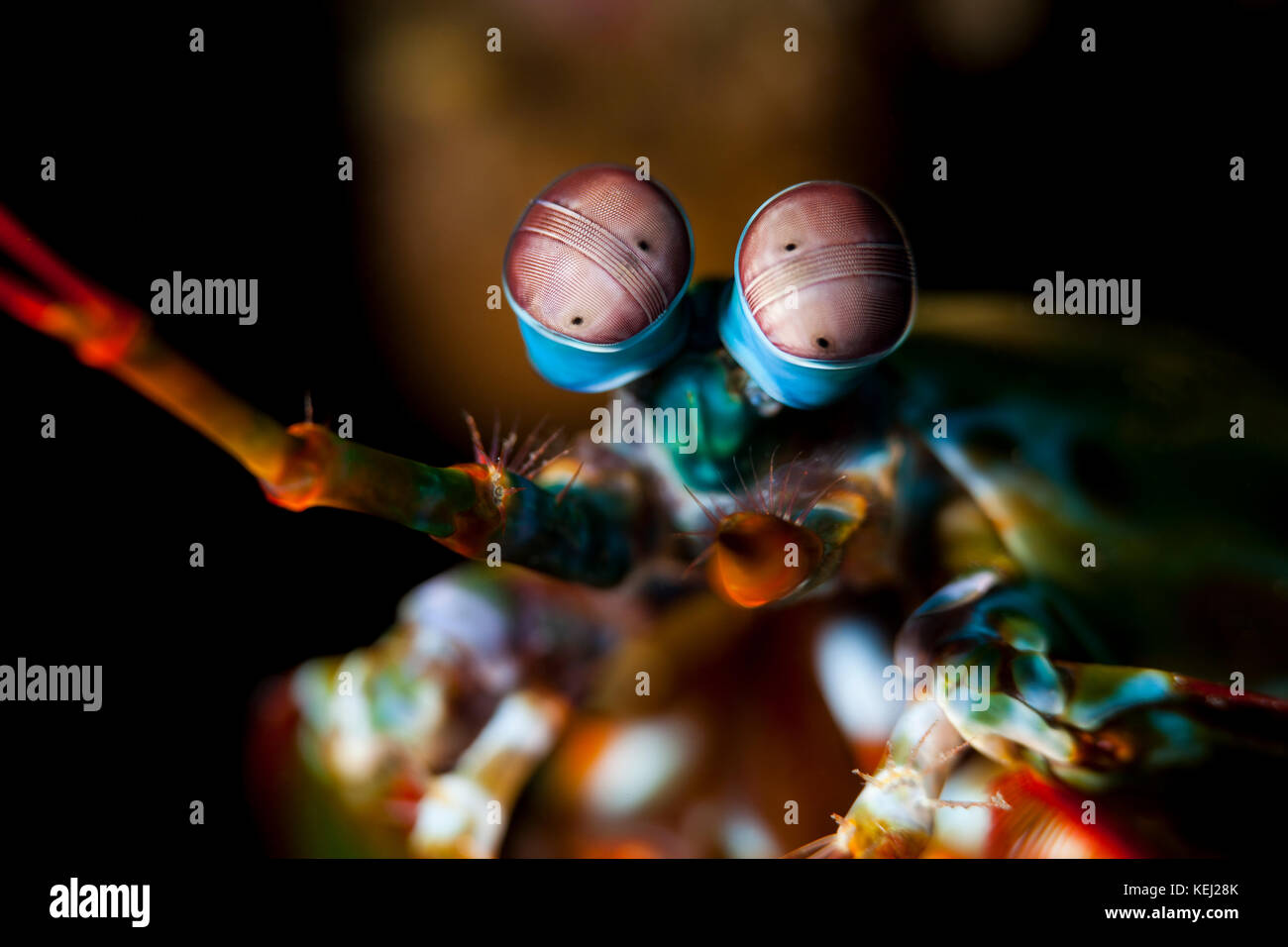 Odontodactylus scyllarus, wie der Pfau mantis Shrimp, Harlekin mantis ...