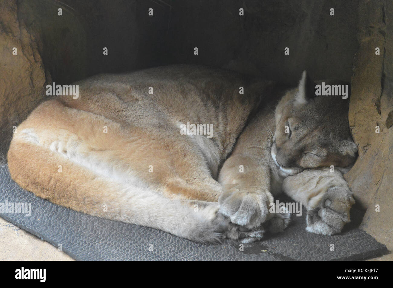Puma Pfote Stockfotos und -bilder Kaufen - Alamy