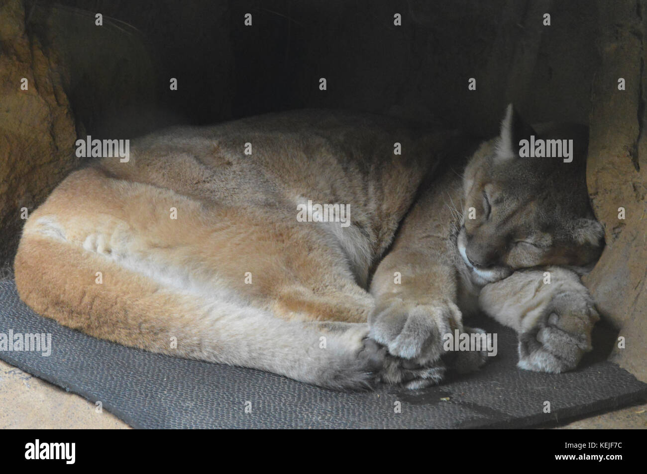 Puma Pfote Stockfotos und -bilder Kaufen - Alamy