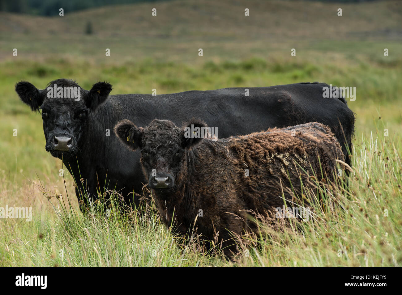 Schwarz galloway Rinder im Südwesten Schottlands Stockfotografie - Alamy