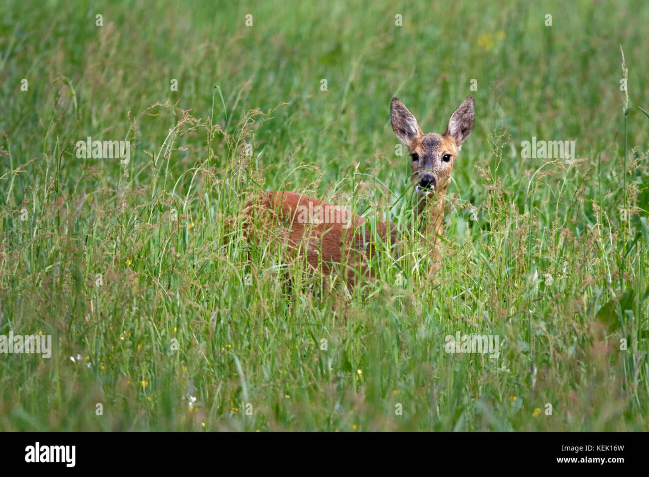 Capreolus capreolus wild -Fotos und -Bildmaterial in hoher Auflösung ...