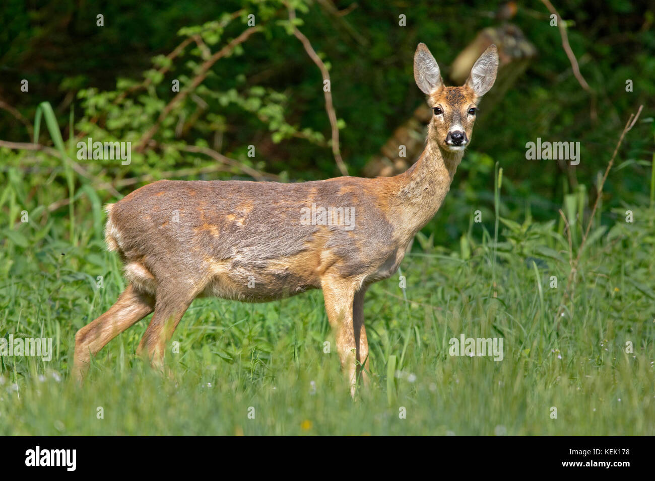 Flora y fauna europa -Fotos und -Bildmaterial in hoher Auflösung ...