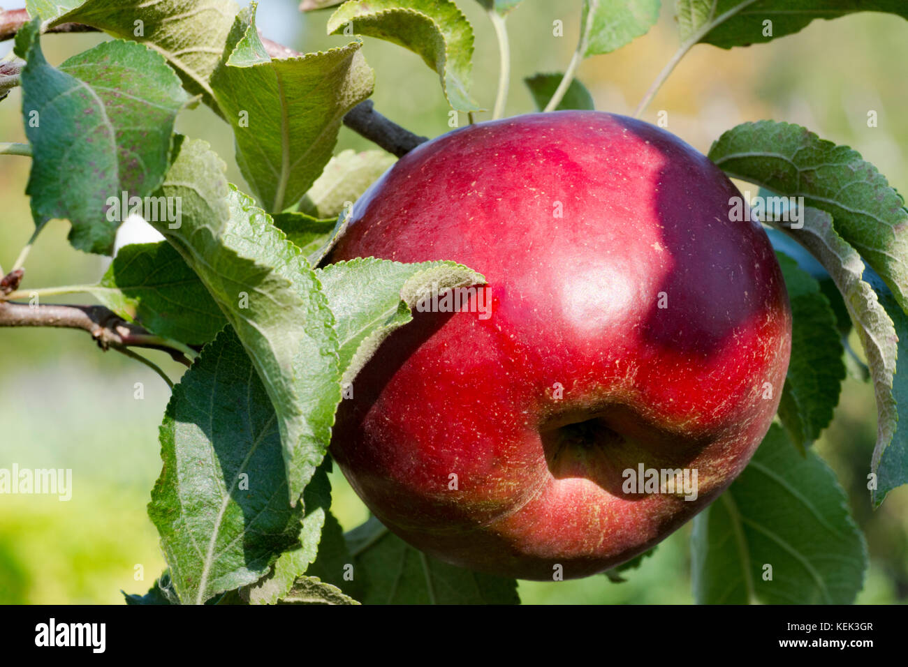 Apple tree autumn sky -Fotos und -Bildmaterial in hoher Auflösung – Alamy
