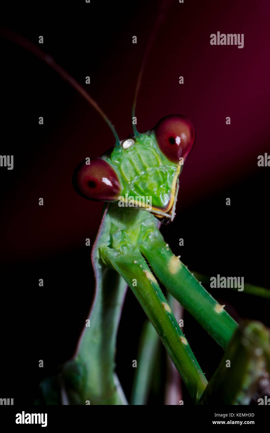 Praying mantis -Fotos und -Bildmaterial in hoher Auflösung – Alamy