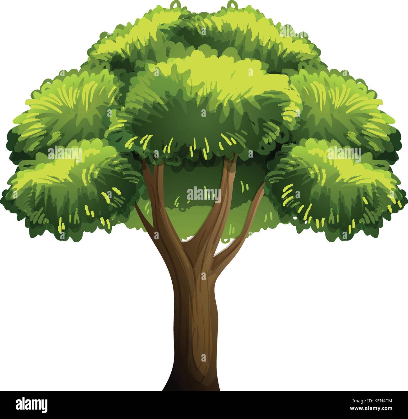 Eichenbaum clipart -Fotos und -Bildmaterial in hoher Auflösung – Alamy