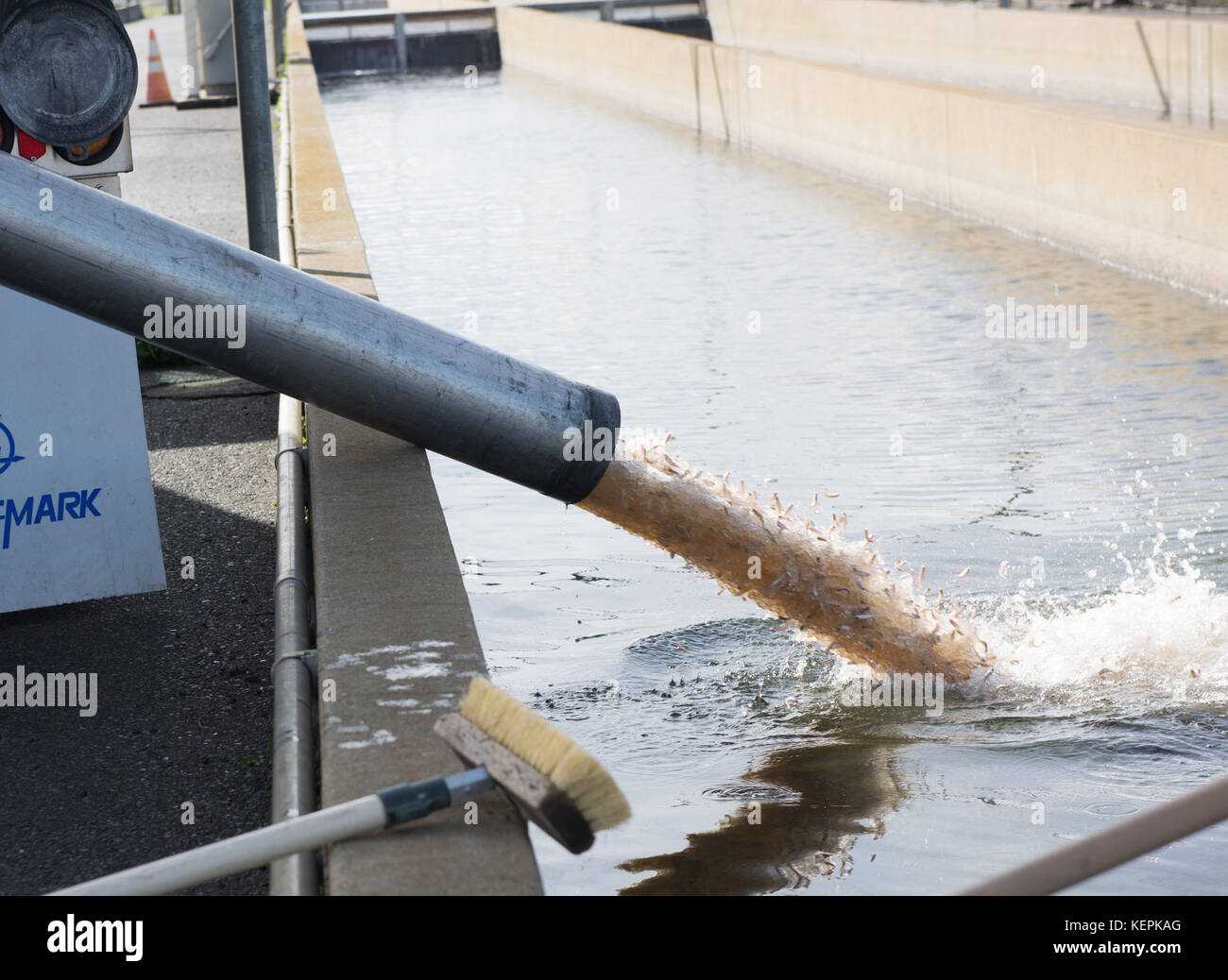 Baby lachs Transfer zu Thermalito Afterbay Komplex von Feather River ...
