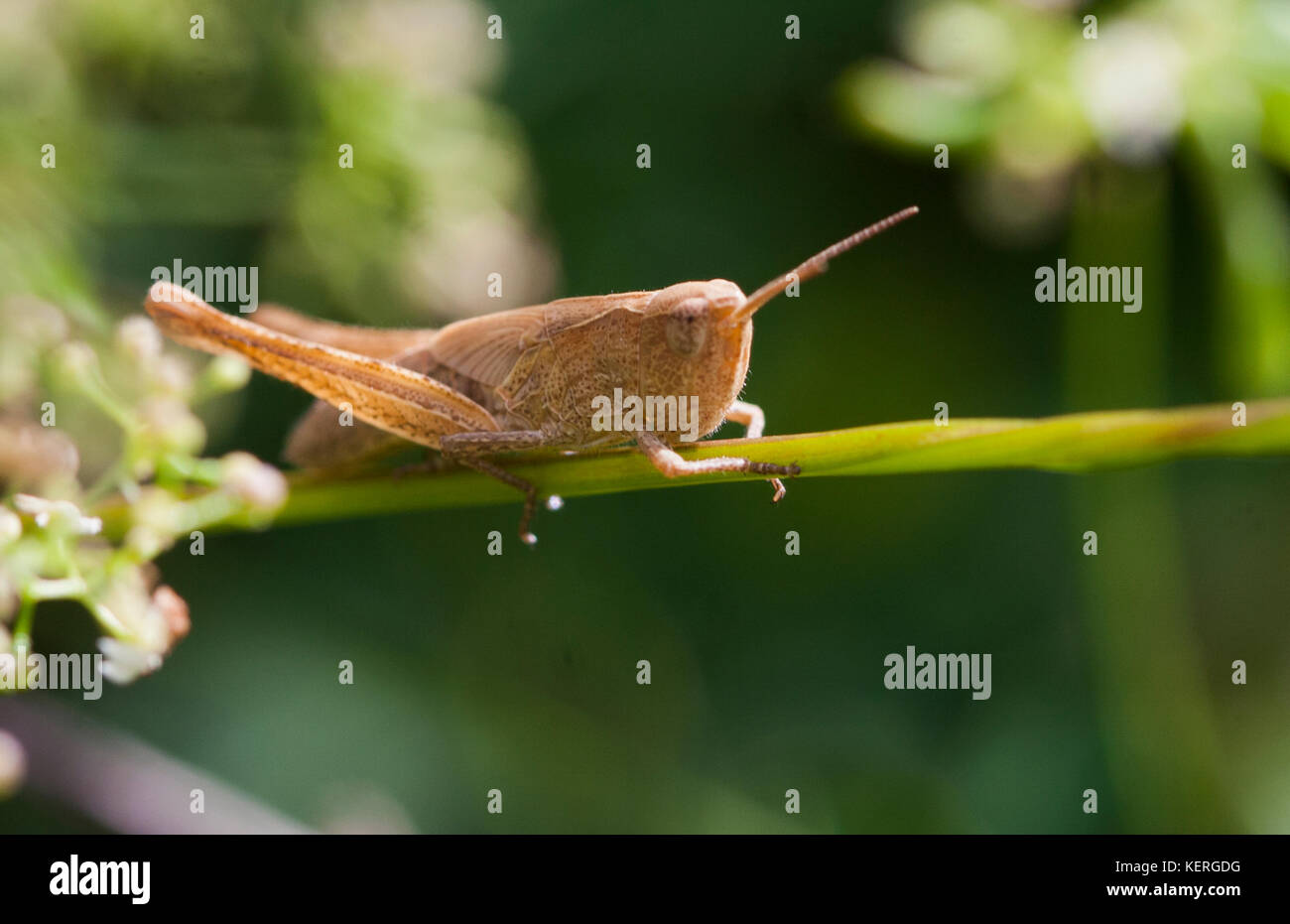 Junge nymphe -Fotos und -Bildmaterial in hoher Auflösung – Alamy