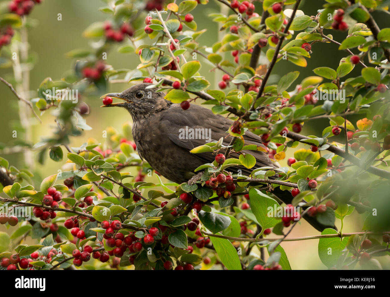 Berry eating bird -Fotos und -Bildmaterial in hoher Auflösung – Alamy