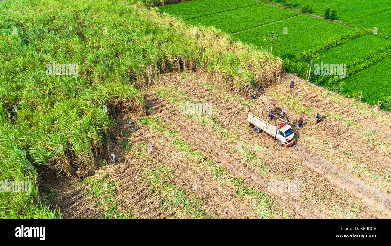 Sugar cane plantations -Fotos und -Bildmaterial in hoher Auflösung – Alamy