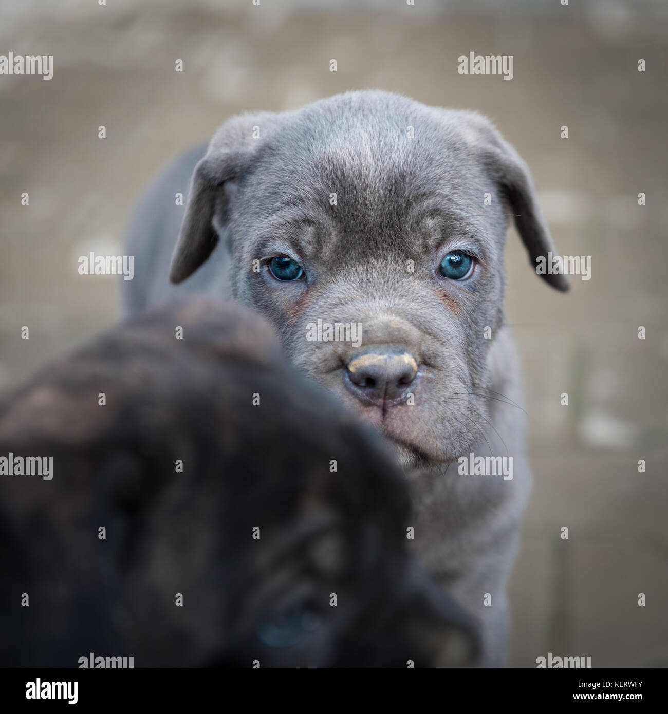 Schwarze dogge welpen -Fotos und -Bildmaterial in hoher Auflösung – Alamy