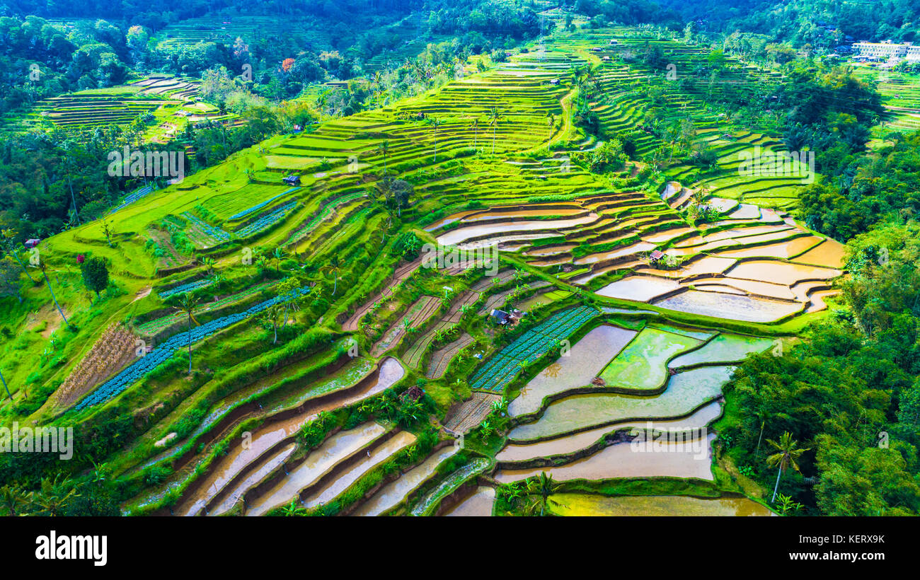 Bali reisterrasse -Fotos und -Bildmaterial in hoher Auflösung – Alamy