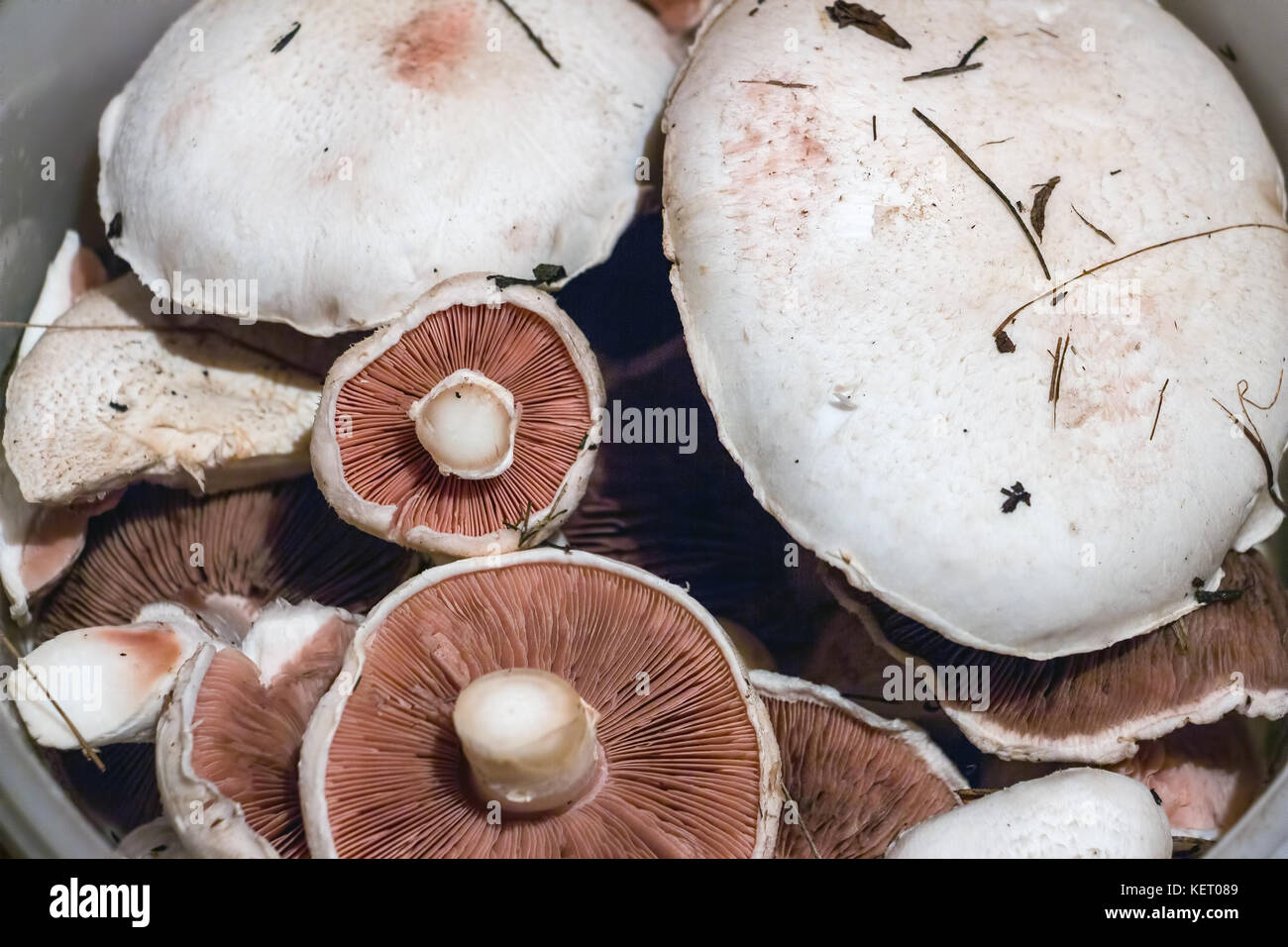 Fungus Mushroom Champignon Autumn Stockfotos und -bilder Kaufen - Alamy