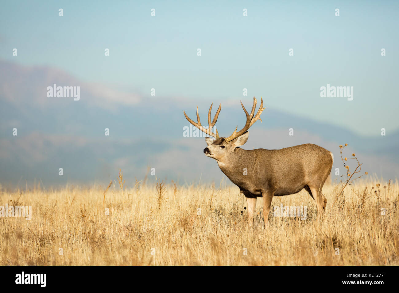 Trophy Maultierhirsch Stockfotos und -bilder Kaufen - Alamy