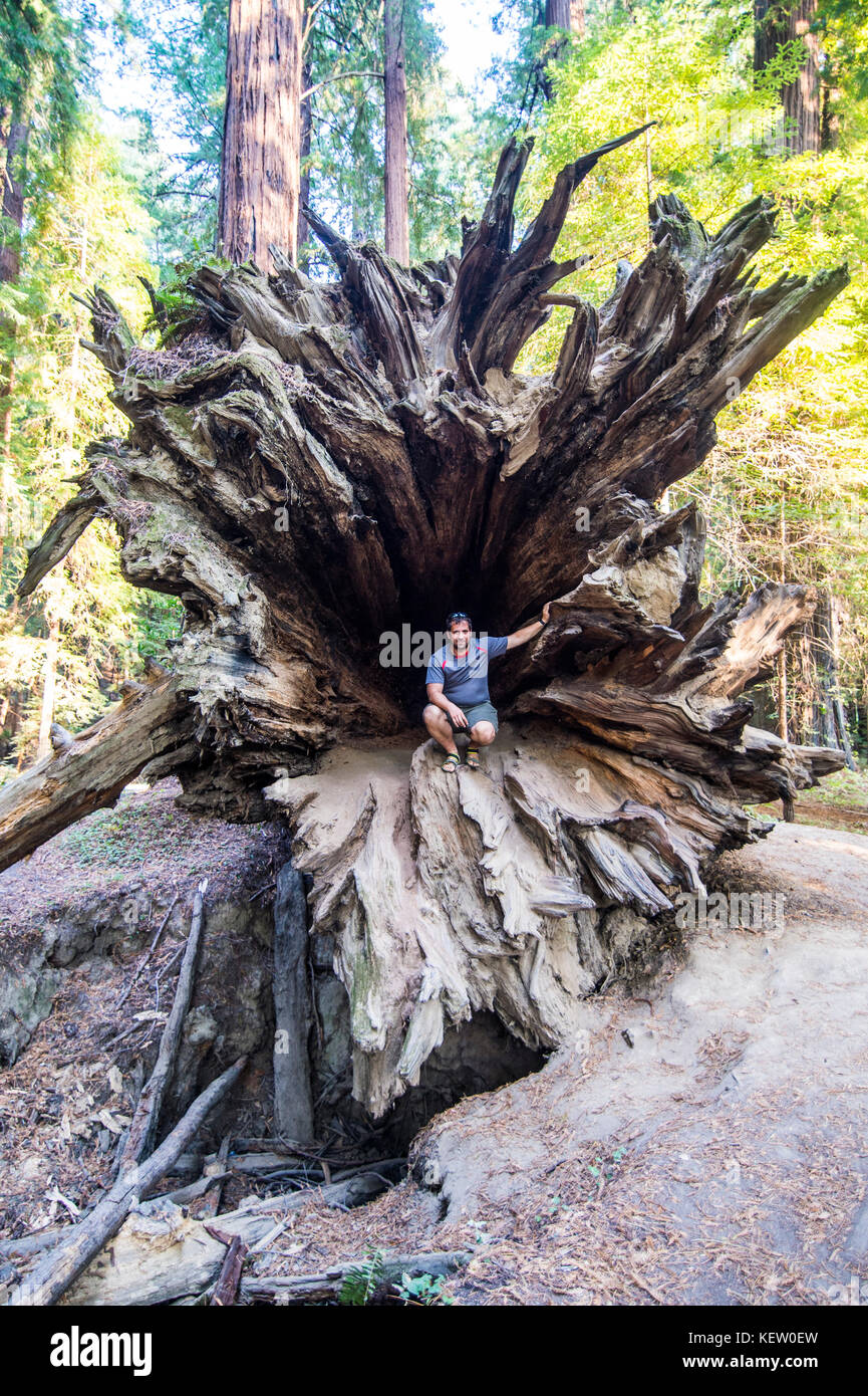 Mann in riesigen baumwurzeln -Fotos und -Bildmaterial in hoher ...