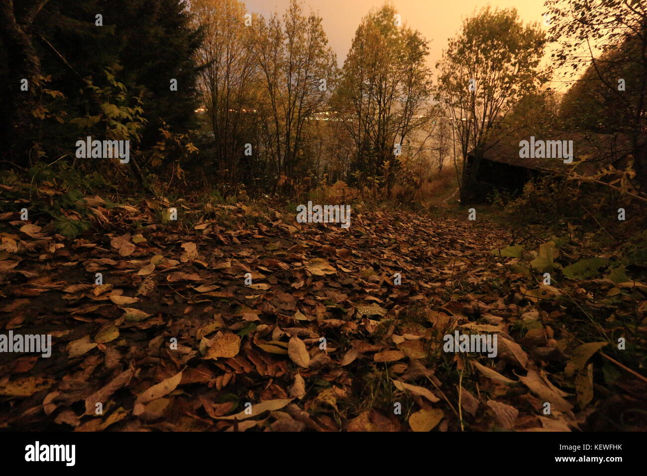 Scheune im wald -Fotos und -Bildmaterial in hoher Auflösung – Alamy