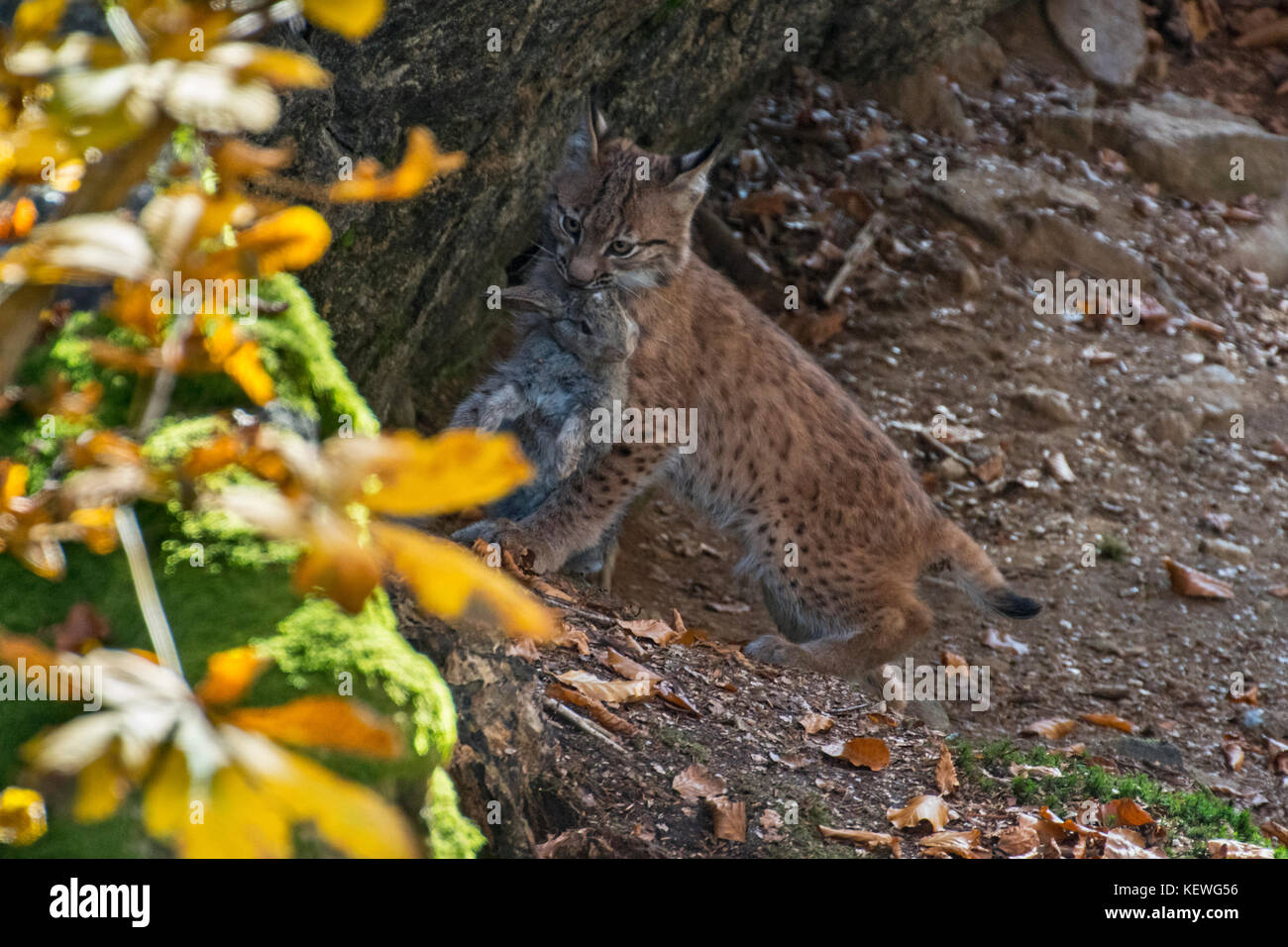 Baby luchse -Fotos und -Bildmaterial in hoher Auflösung – Alamy