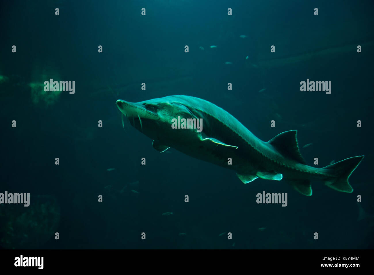 Stör fisch -Fotos und -Bildmaterial in hoher Auflösung – Alamy