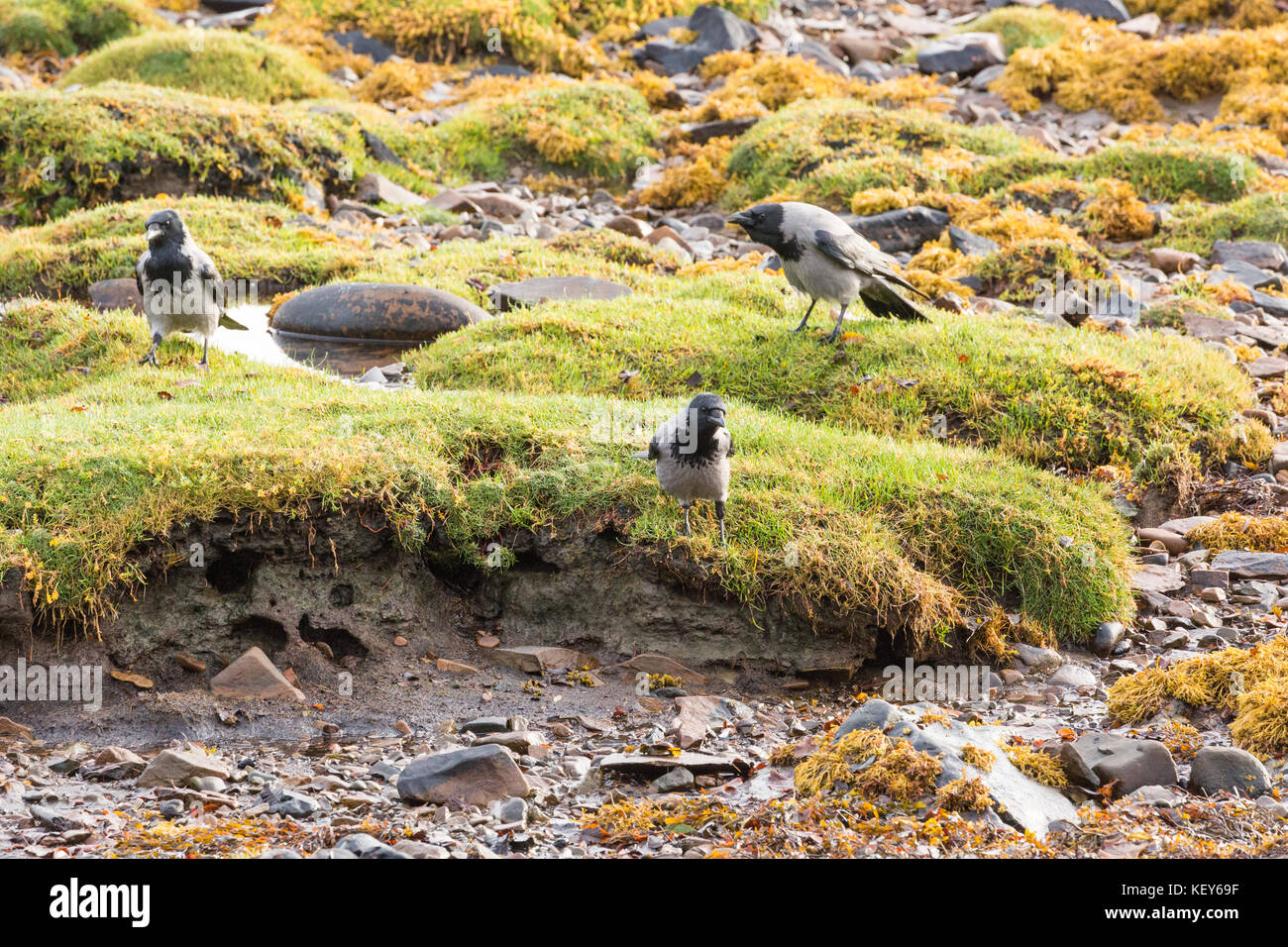 Scotch crows -Fotos und -Bildmaterial in hoher Auflösung – Alamy