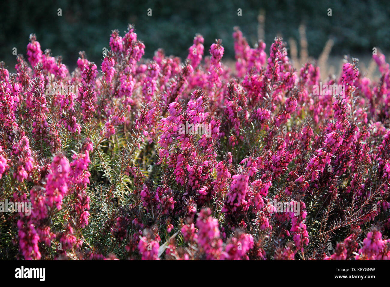 Calluna erica garden -Fotos und -Bildmaterial in hoher Auflösung – Alamy