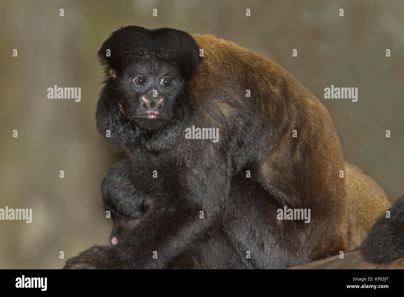 Rot backed saki -Fotos und -Bildmaterial in hoher Auflösung – Alamy