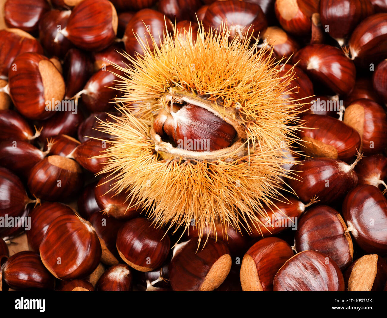 Lockige kastanie castanea sativa -Fotos und -Bildmaterial in hoher ...