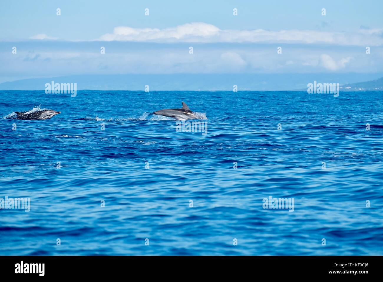 Gestreifte Delfine der Azoren Stockfotografie - Alamy