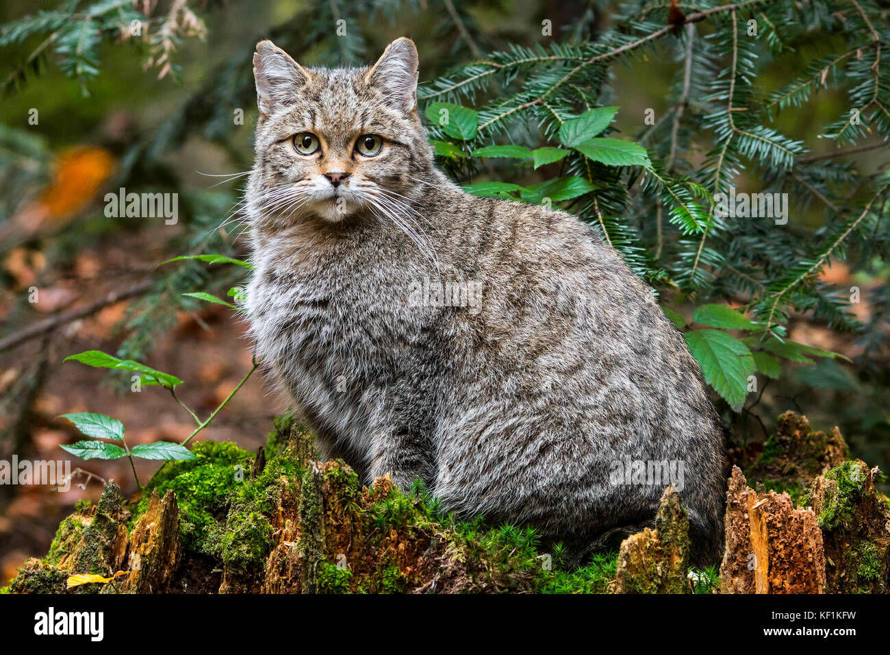 Europäische Wildkatze/Wildkatze (Felis silvestris silvestris) sitzen ...